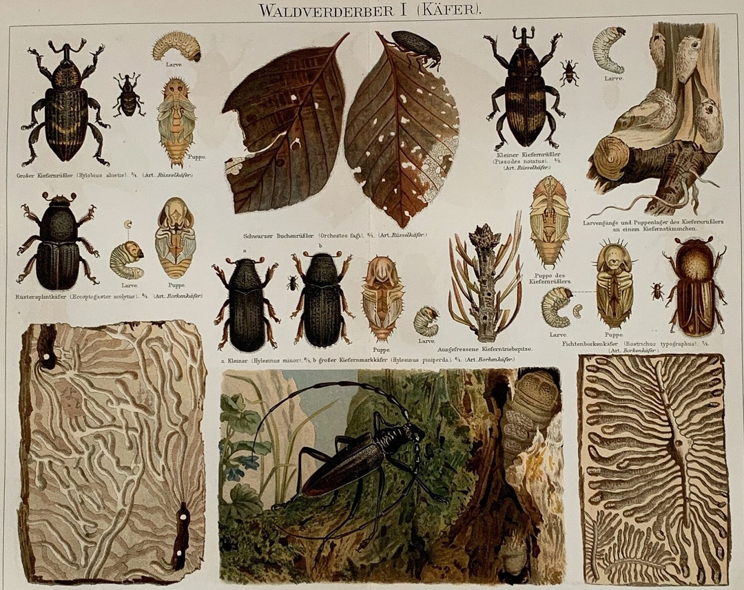 1897 Original Antique Insects Chromolithograph Print Mounted & Matted ...