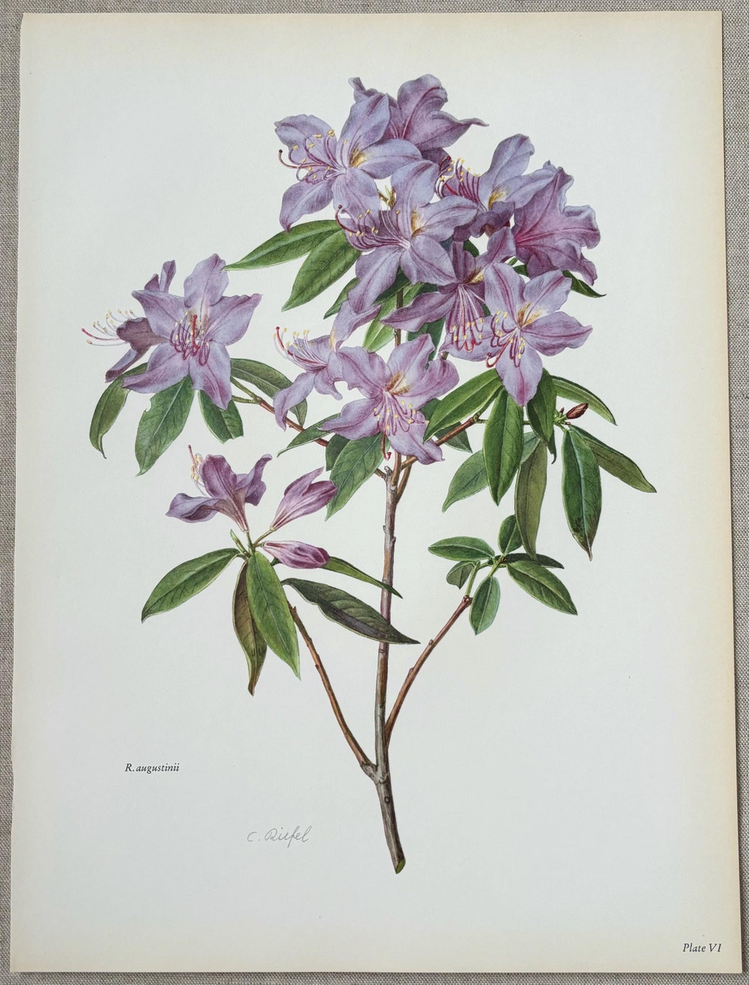 1958 Original Vintage Large Rhododendron Print - Augustinii - 16 X 11.5 ...