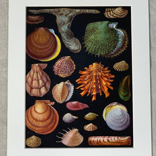Sea Shell Print - Etsy