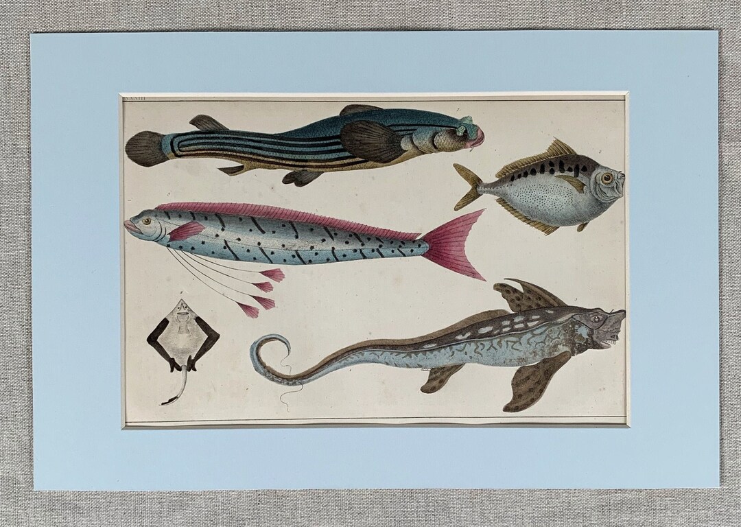 1850 Original Antique Hand Coloured Fish Lithograph Print - Etsy UK