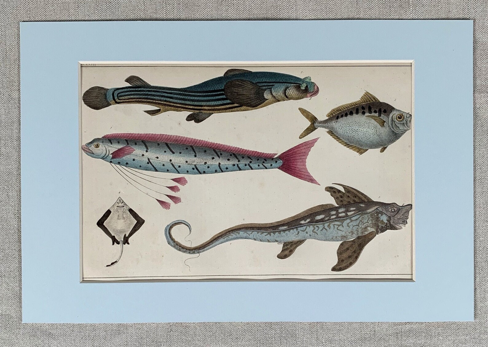 1850 Original Antique Hand Coloured Fish Lithograph Print - Etsy UK