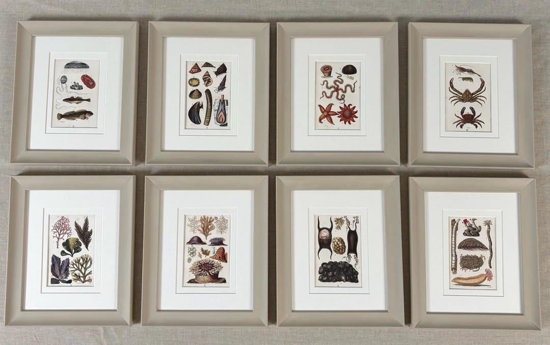 A Set of 8 Antique 19th Century Sea Shore Prints Illustrated by Sowerby ...