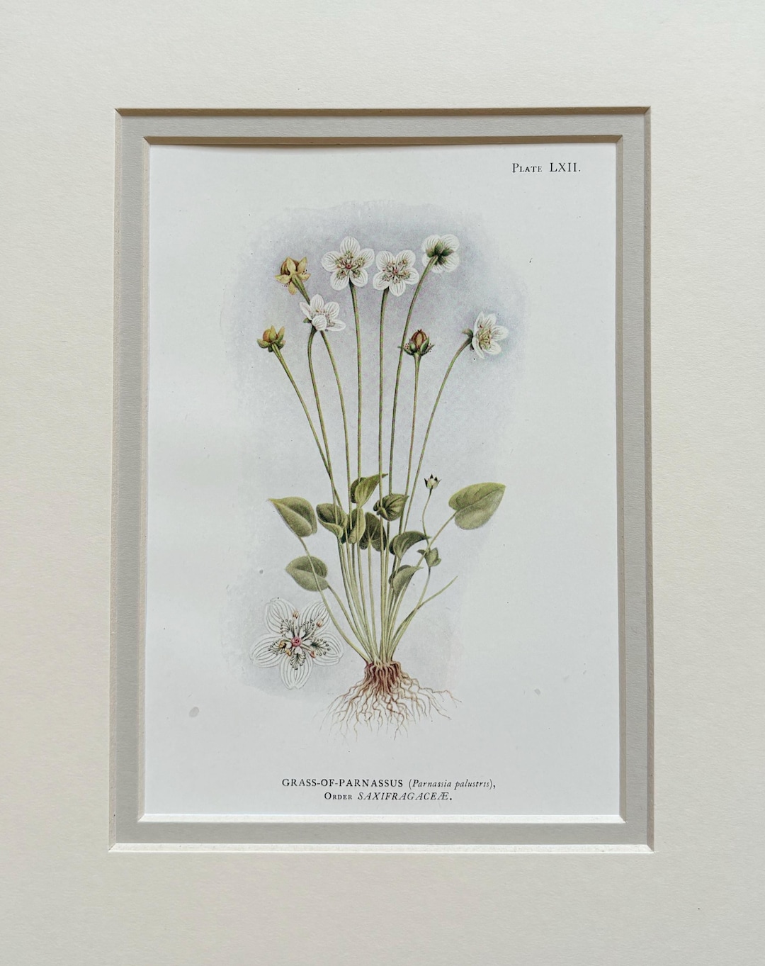 Vintage Original Flower Botanical Print, 1915 - Grass of Parnassus ...