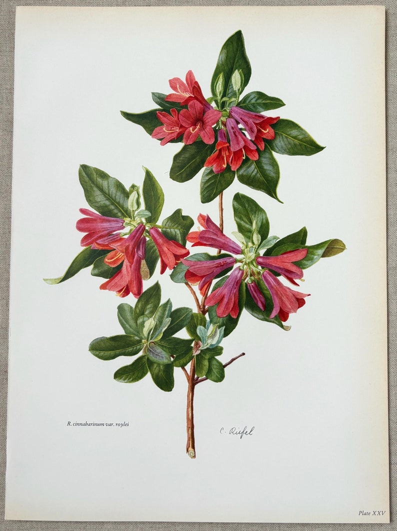 1962 Original Vintage Large Rhododendron Print - Cinnabarinum Var ...