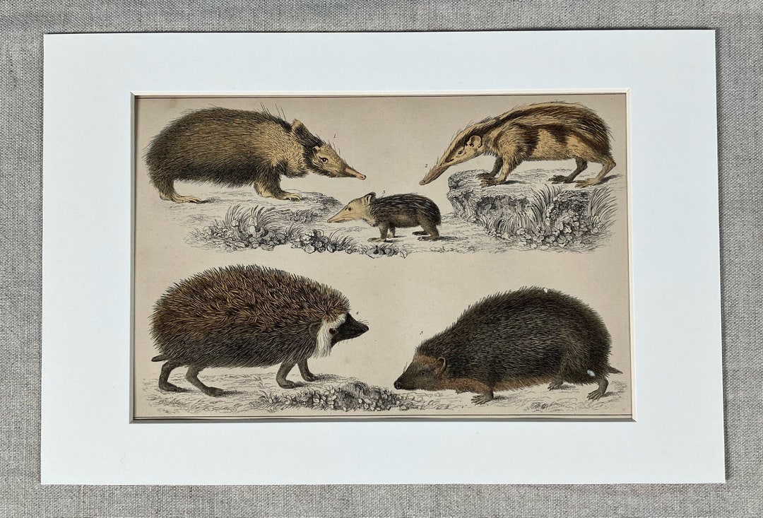 Early 19th Century Original Antique Hand Coloured Hedgehogs Engraving ...