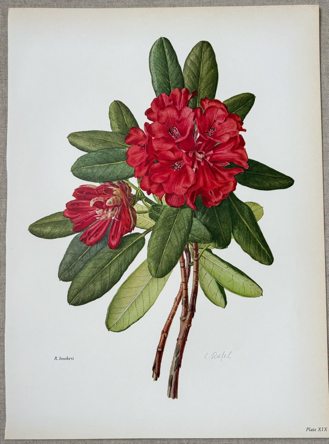 1962 Original Vintage Large Rhododendron Print - Hookeri - 16 X 11.5 ...