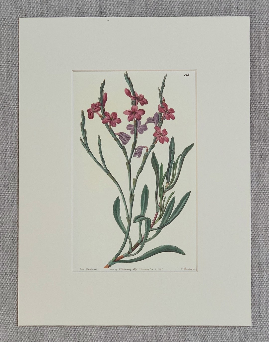 Vintage Sarah Drake Botanical Flower Illustration Print, Mounted and ...
