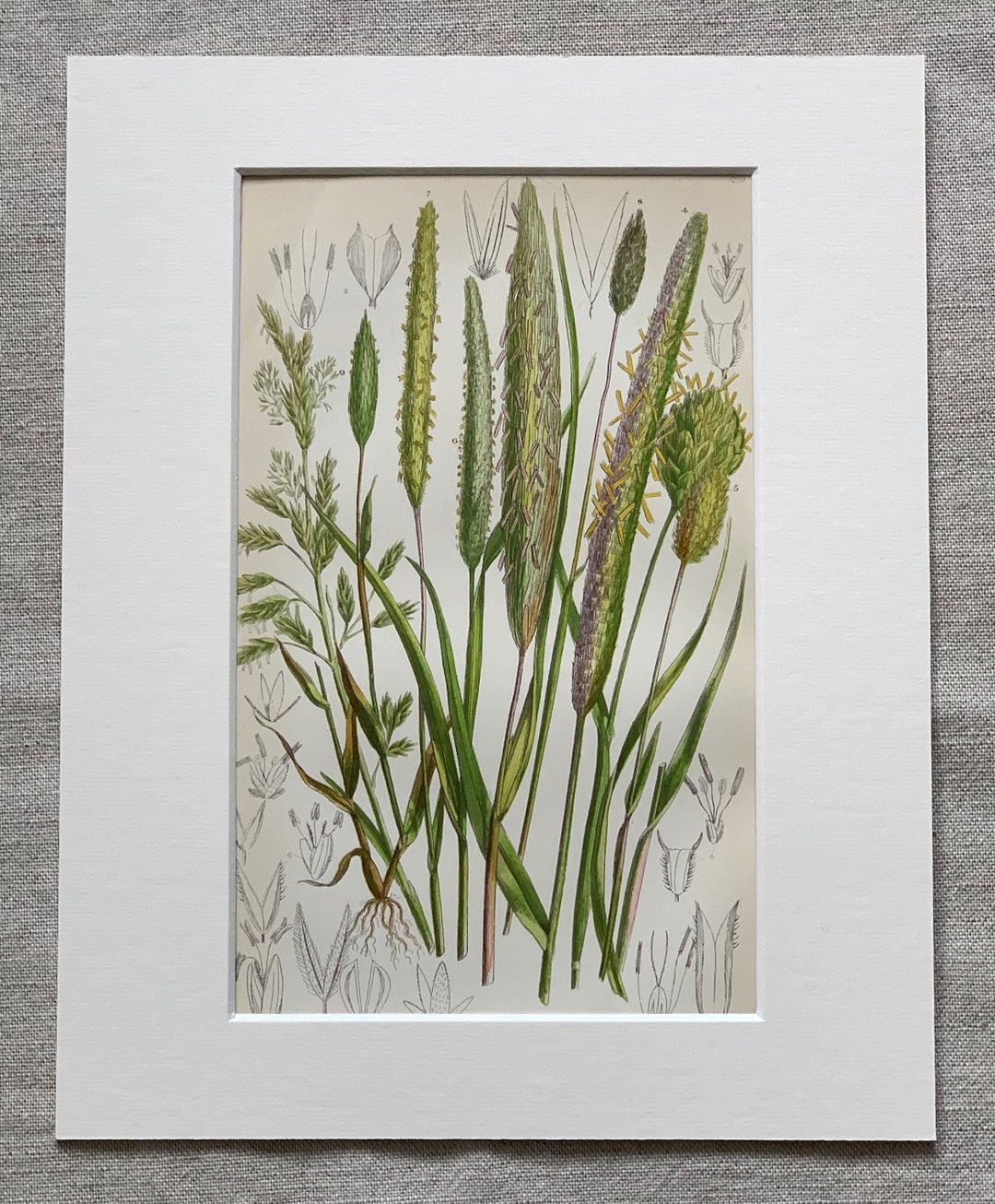1859 Antique Original British Grasses Botanical Coloured Lithograph ...