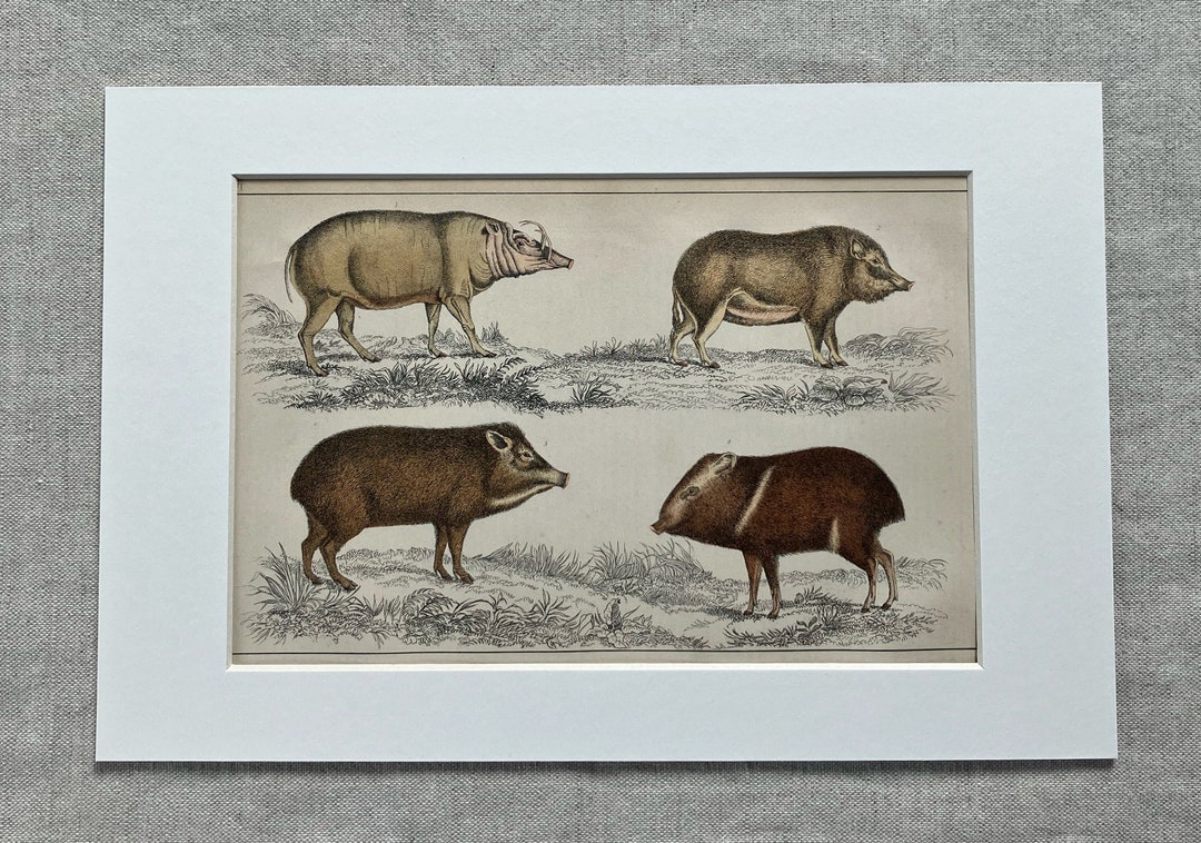 Early 19th Century Original Antique Hand Coloured Hogs Engraving ...