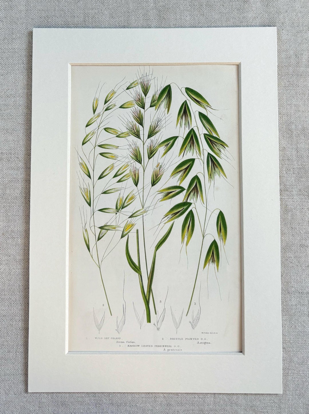 1850 Original Antique British Grasses Anne Pratt Print - Available ...