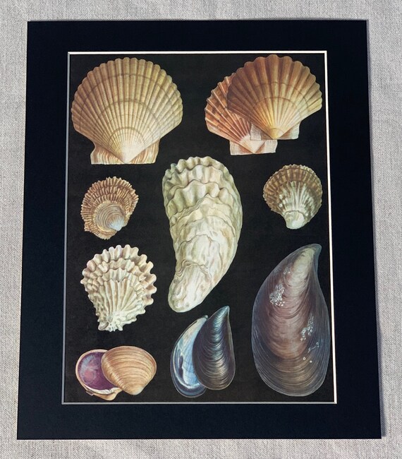 1980's Original vintage Sea Shells Print Mounted And | Etsy