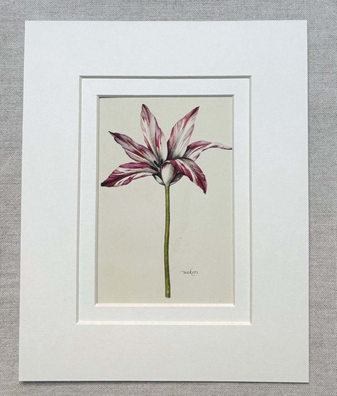 1950 Original Vintage Lithograph Botanical Tulip Flower Print - Mounted ...