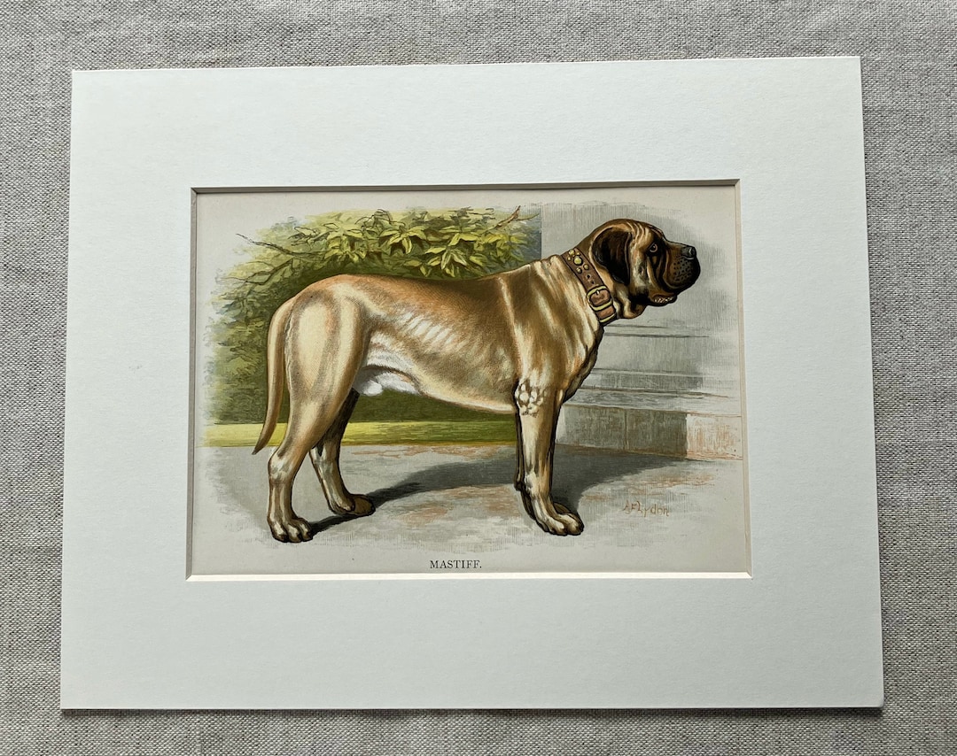 1881 Original Antique Lithograph Dog Print - Mastiff - Available ...
