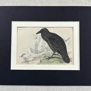 1892 Original Antique Hand Coloured Bird Plate - Raven - Available ...