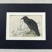 1892 Original Antique Hand Coloured Bird Plate - Raven - Available ...