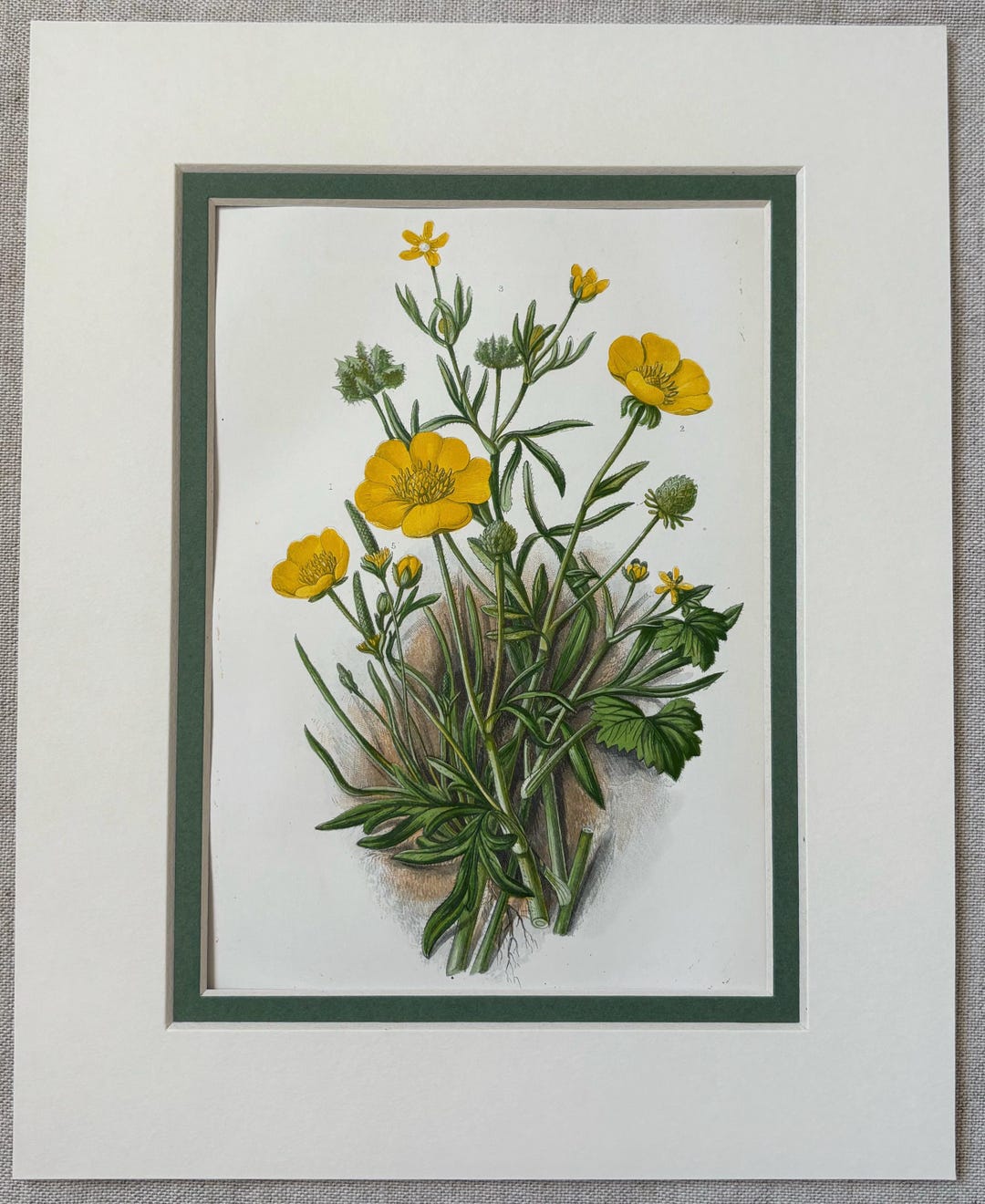 Original 1850's Antique Botanical Anne Pratt British Wild Flower Print ...