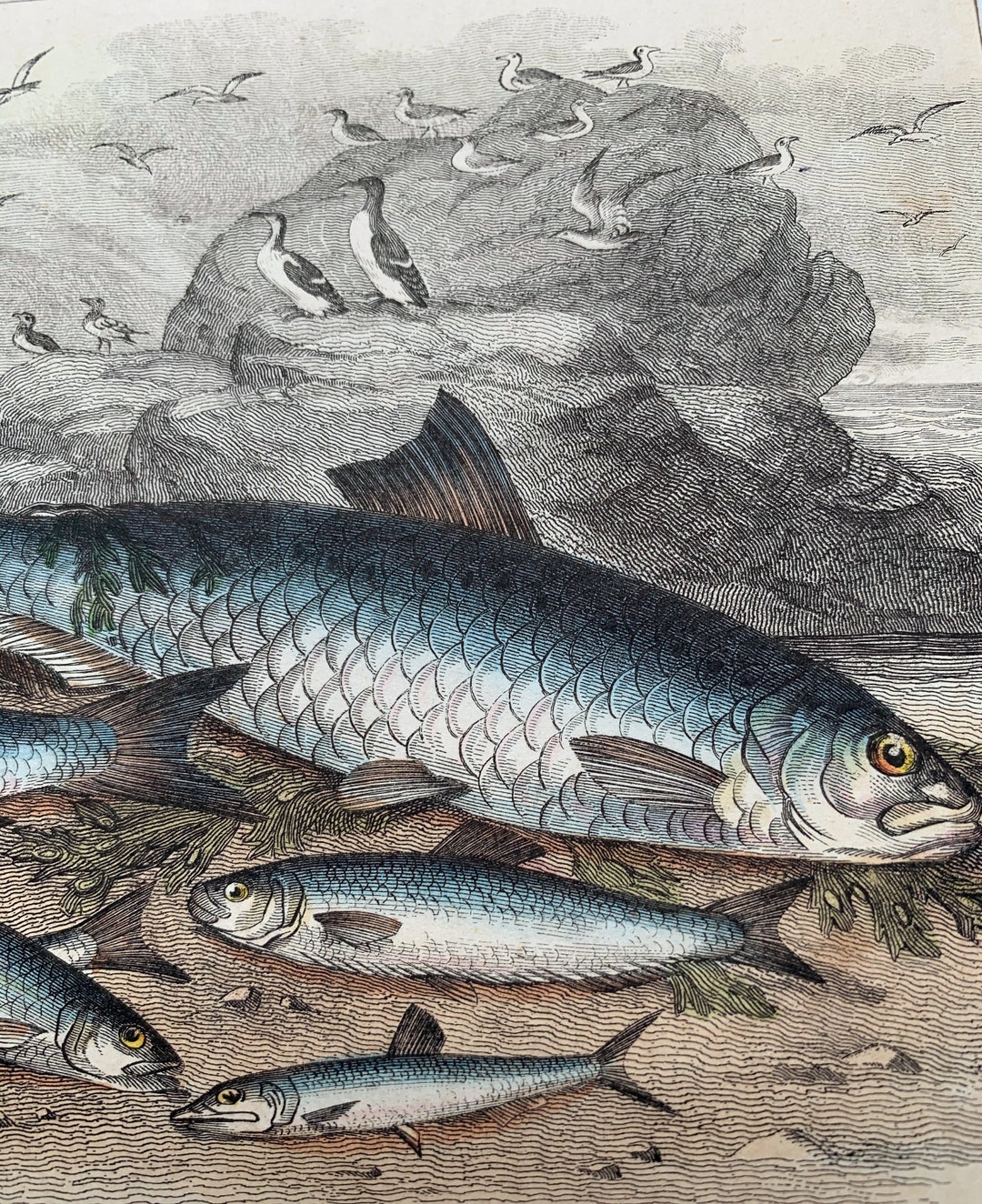 1872 Original Antique Hand Coloured Fish Lithograph Engraving, Mounted ...