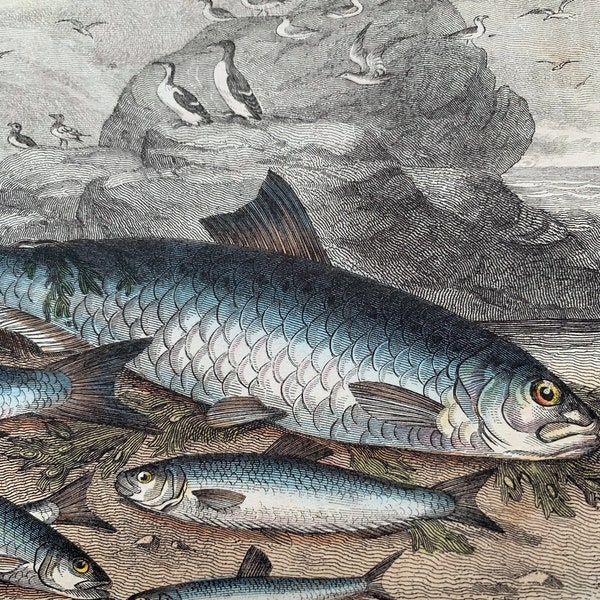 Antique Engraving Fish - Etsy