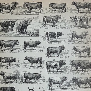 Original 1890's Antique Large French Lithograph Print of Cattle Cows ...