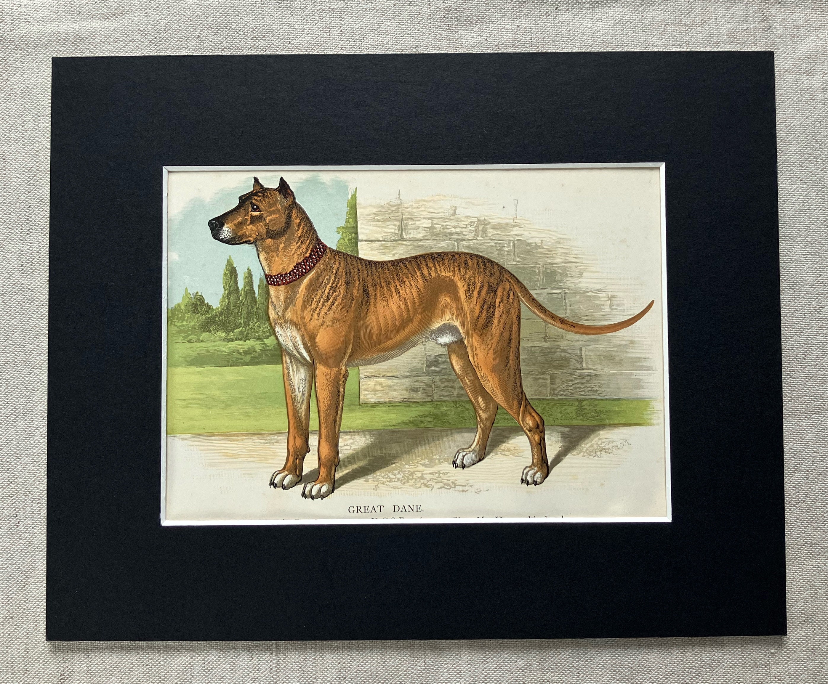 1881 Original Antique Lithograph Dog Print - Great Dane - Mounted And ...