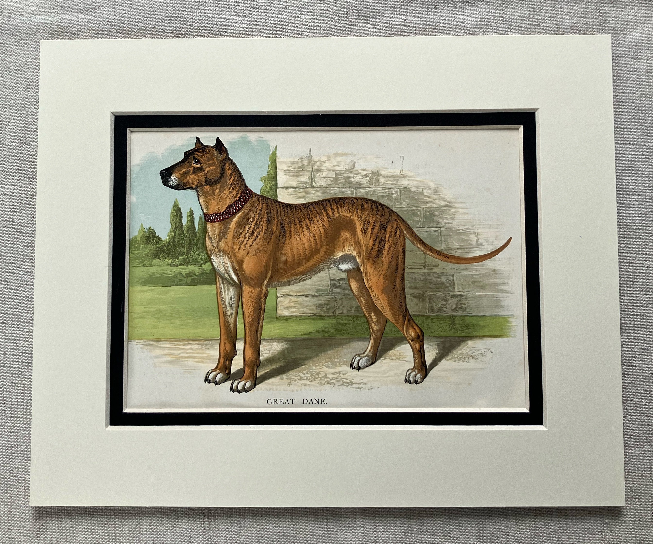 1881 Original Antique Lithograph Dog Print - Great Dane - Mounted And ...