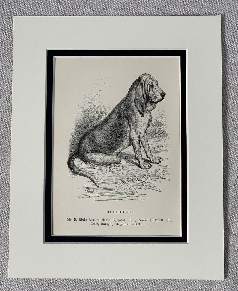 1881 Original Antique Lithograph Dog Print of A Bloodhound - Etsy