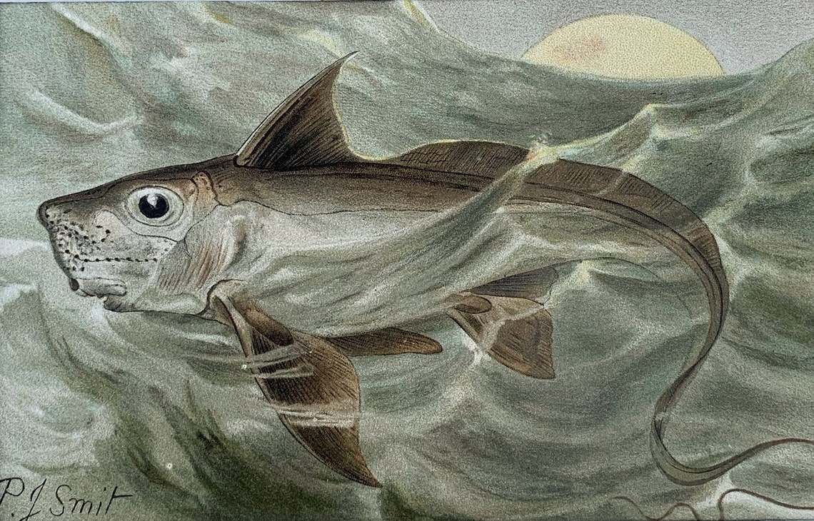 1896 Original Antique Quimera Fish Chromolithograph Print | Etsy