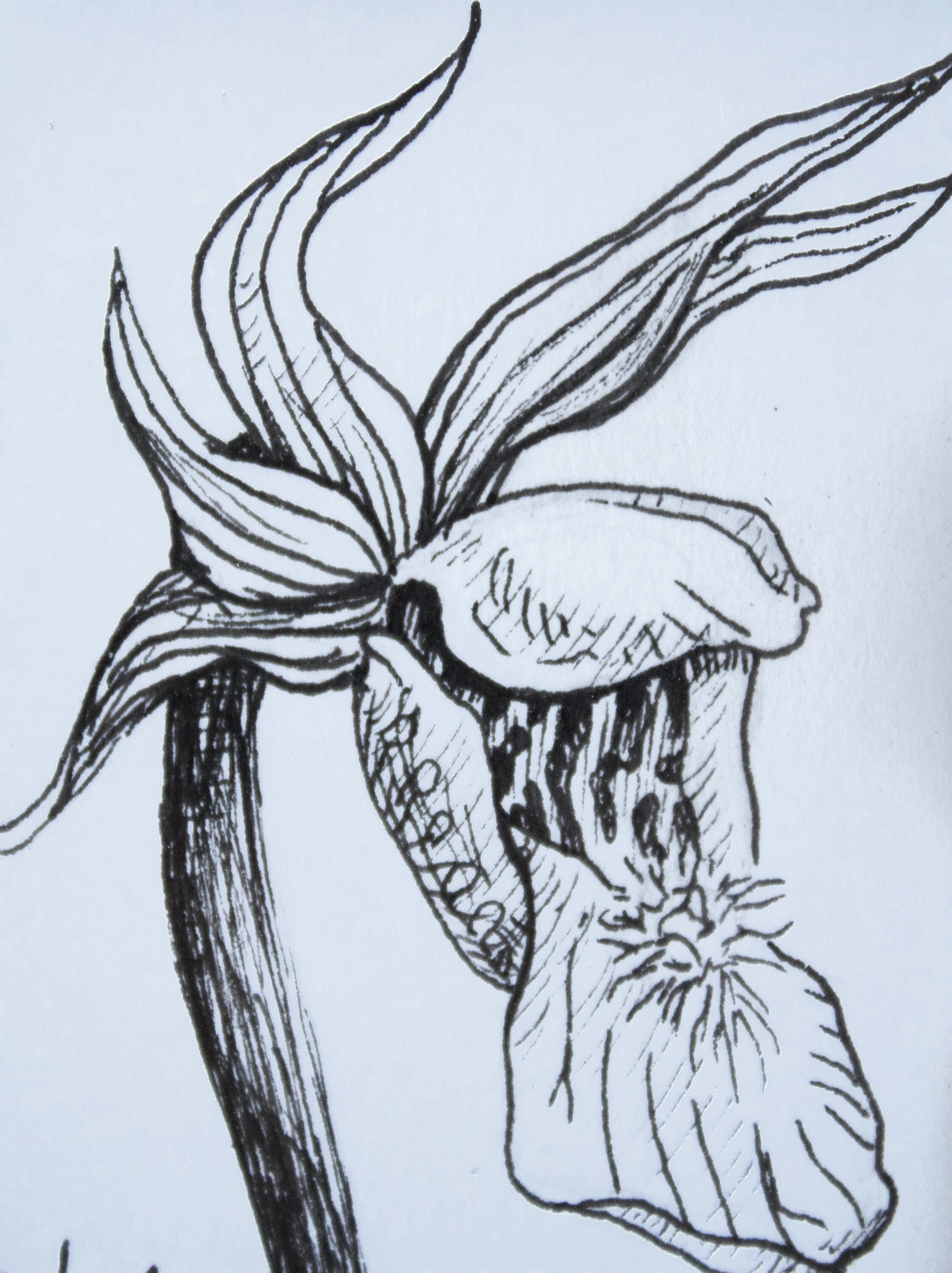 Calypso Bulbosa - Original Framed Drawing - Etsy