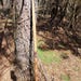 66" Handmade Red Oak Longbow - Etsy