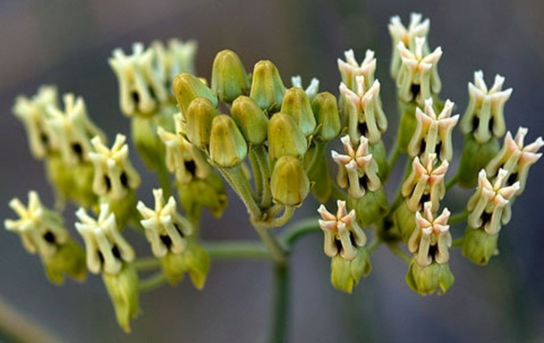 Rush Milkweed Seeds (asclepias Subulata) - Etsy