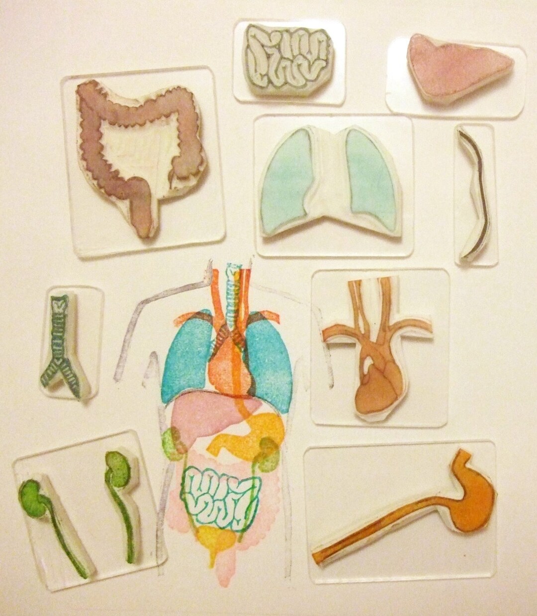 Human Body - Educational Hand Carved Rubber Stamp Set - Gift for School ...