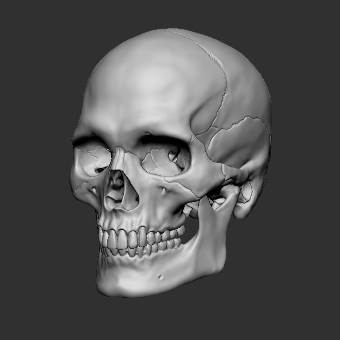 Extra Small Human Skull Accurately Detailed 3D Printed 1:6 Scale ...