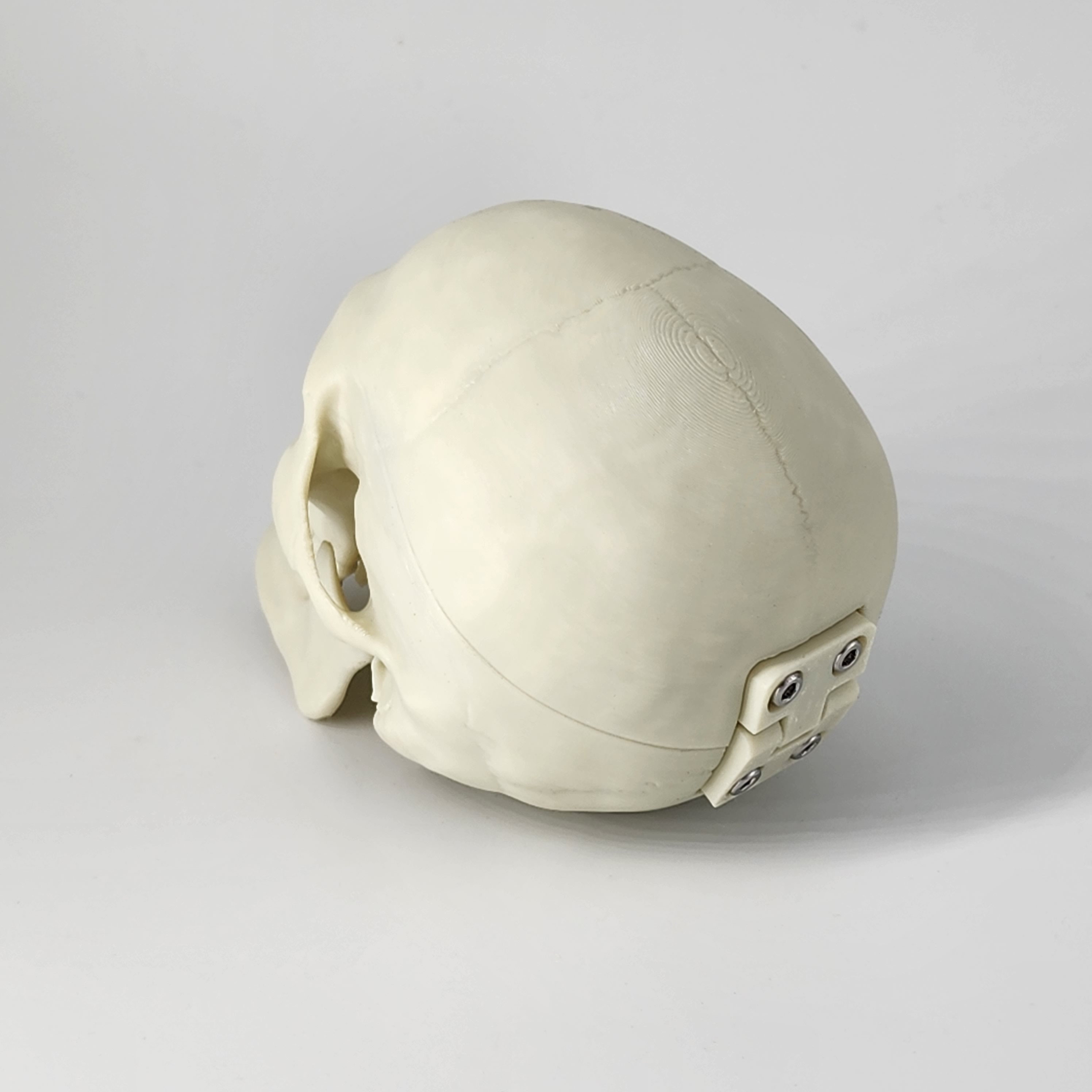 Accurately Detailed 3D Printed Human Skull 1:2 Scale Beautiful Model ...