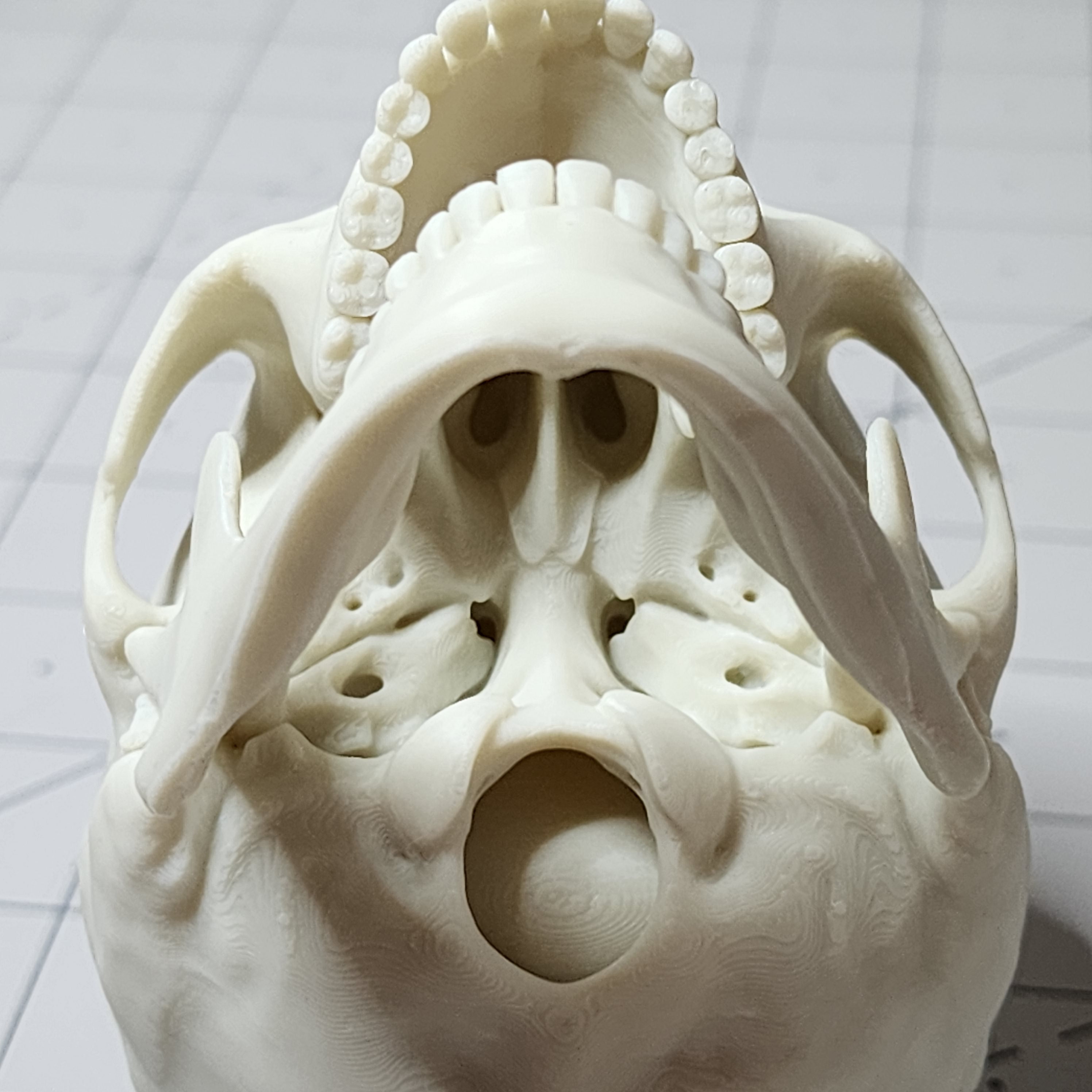 Accurately Detailed 3D Printed Human Skull 1:2 Scale Beautiful Model ...