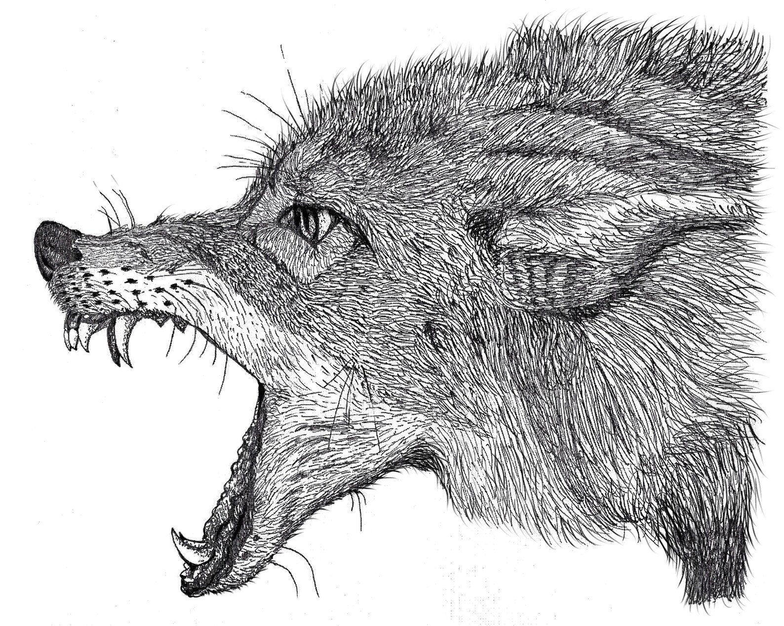 Coyote Snarl Wildlife Art Signed by Artist Print, Southworth Heavy ...