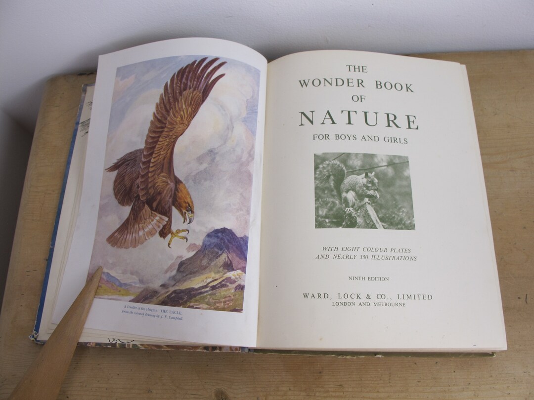 Vintage Children's Nature Book: 1920s-30s Illustrations - Etsy