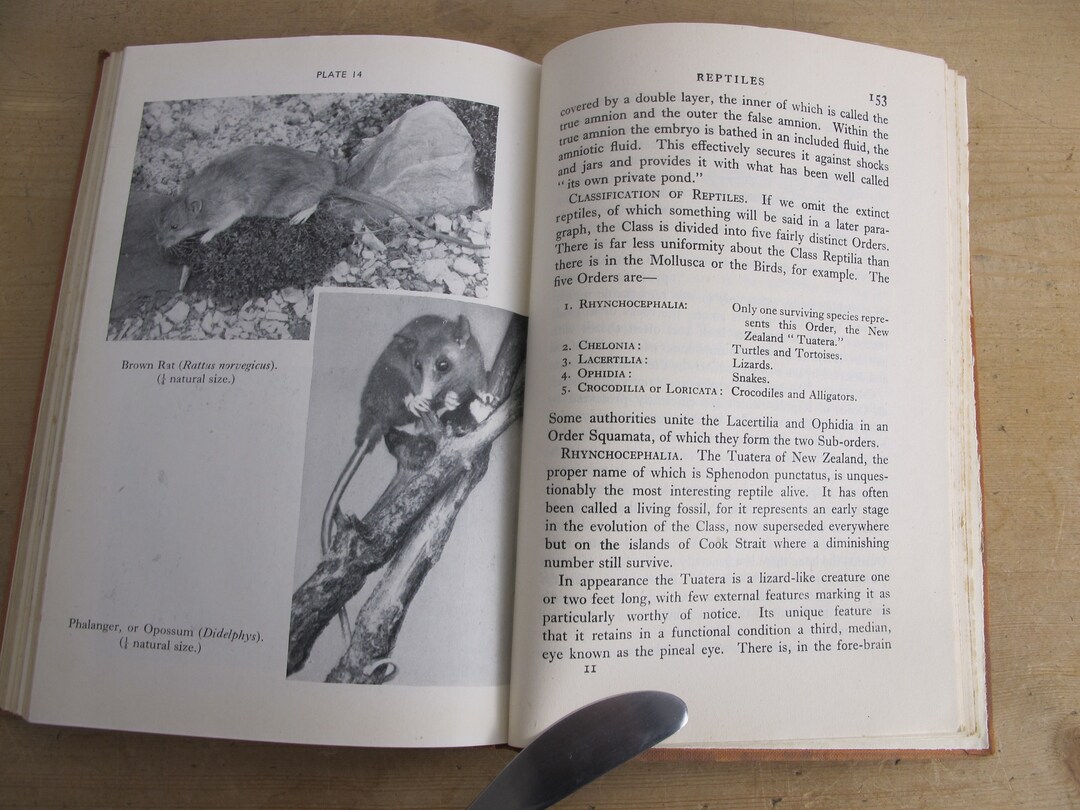 Vintage Book - Animals by Theodore H Savory 1946. A Lovely Little ...