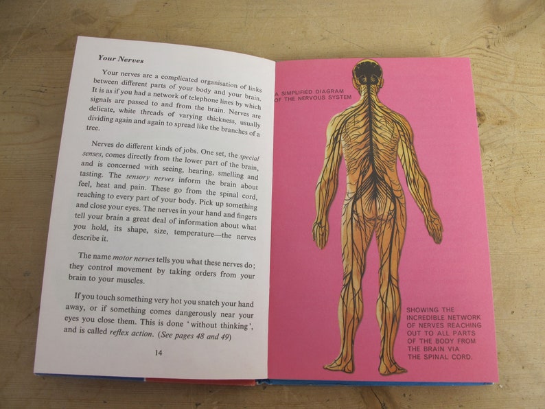 Vintage Ladybird Book Your Body. Series 536. by David Scott - Etsy