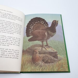 Vintage Ladybird Book - Heath and Woodland Birds Series 536. Ladybird ...