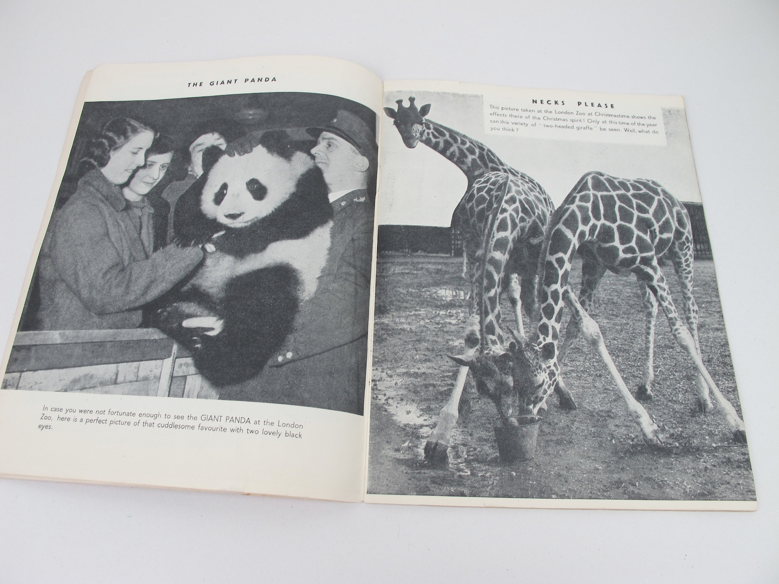 Vintage book Zoo Favourites including chimps tea party | Etsy