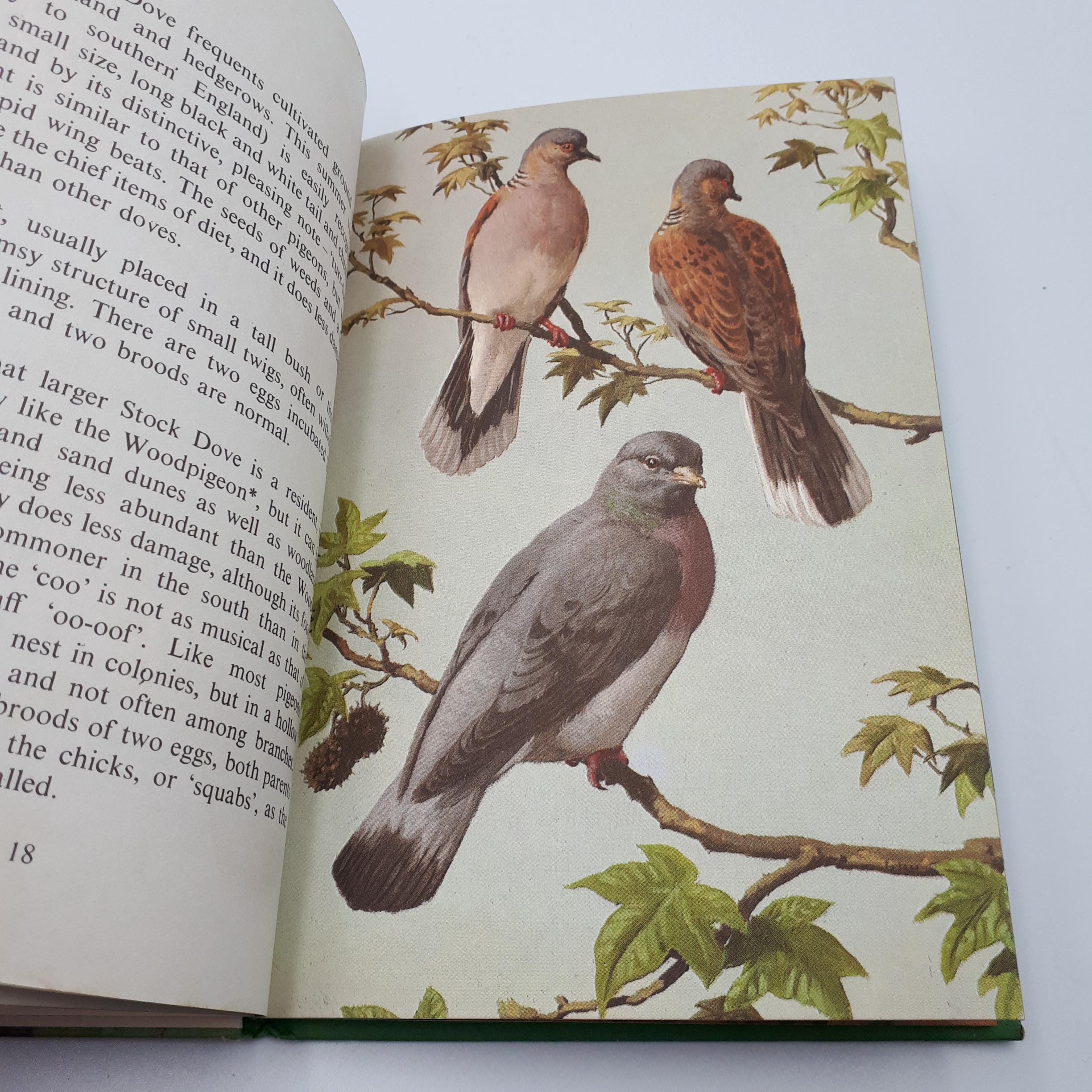 Vintage Ladybird Book - Heath and Woodland Birds Series 536. Ladybird ...