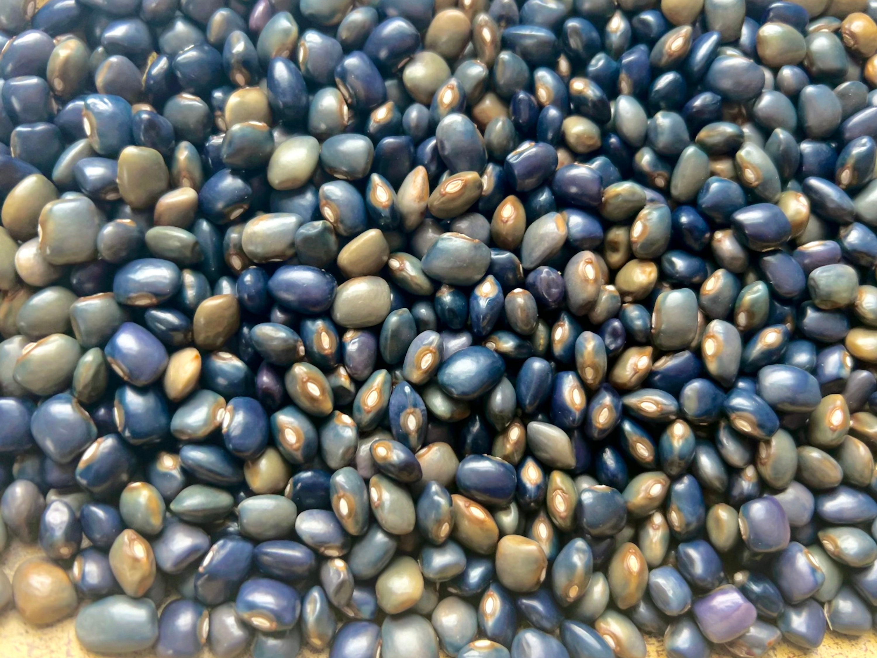 Blue san Bernardo Style Dried Beans - Etsy