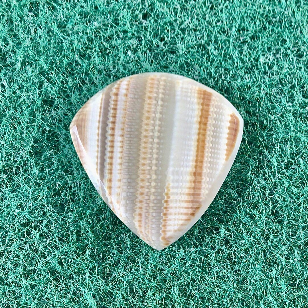 Seashell Guitar Pick/2.3mm Thick, Jazz Profile... by Beachsidepicks. - Etsy