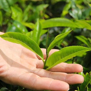 Golden Reserve Ceylon Black Tea | New Vithanakanda FBOPF | All Day Tea ...