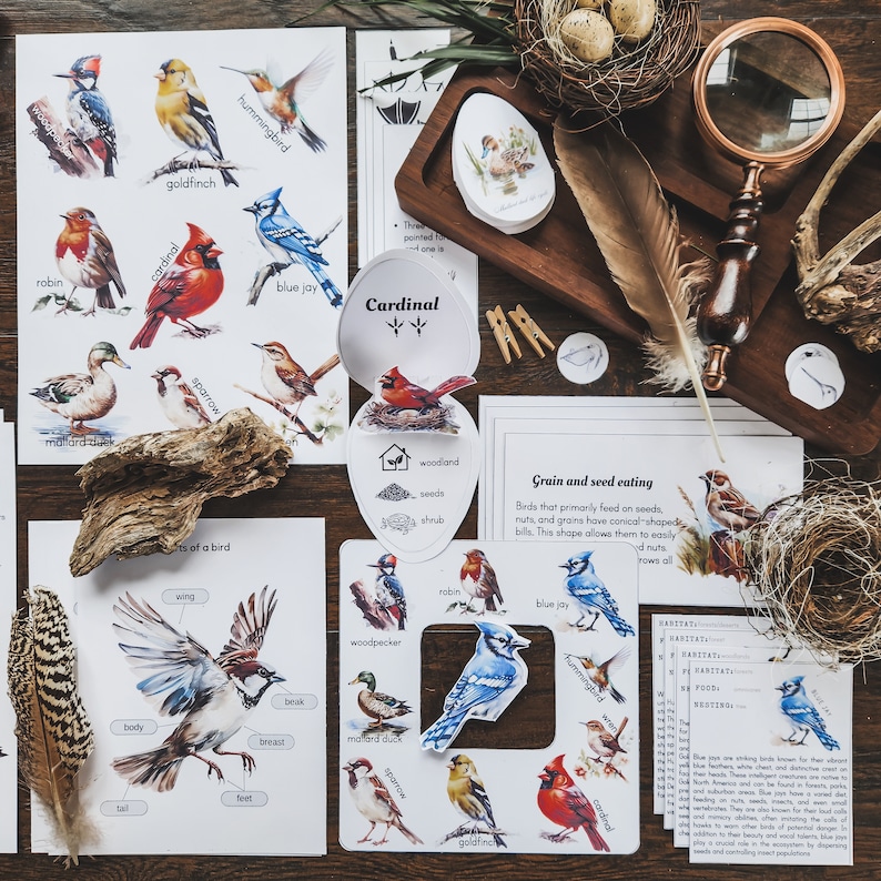 Birds Unit Study, Birds Activities, Nests, Beaks, Homeschool Printable ...