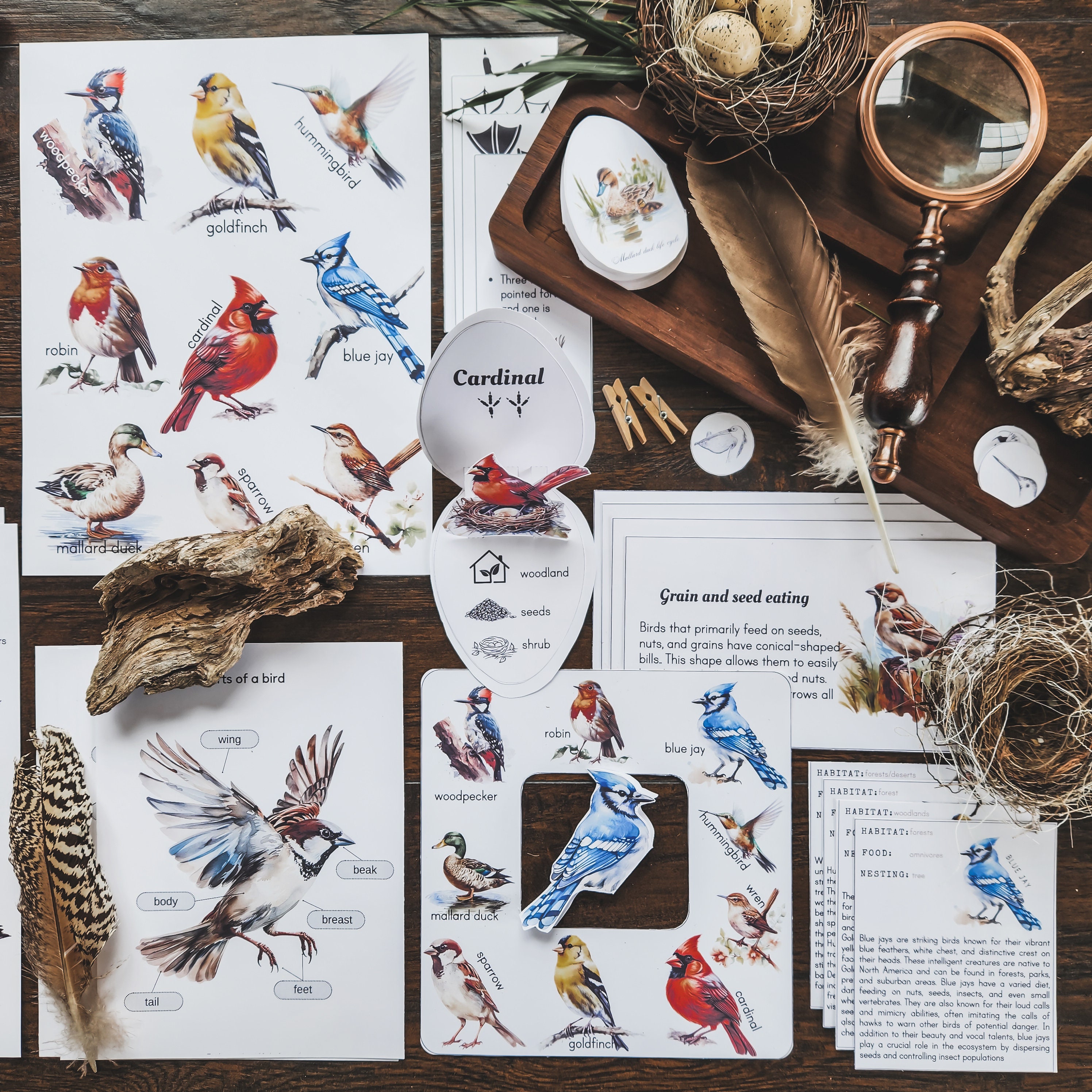 Birds Unit Study, Birds Activities, Nests, Beaks, Homeschool Printable ...