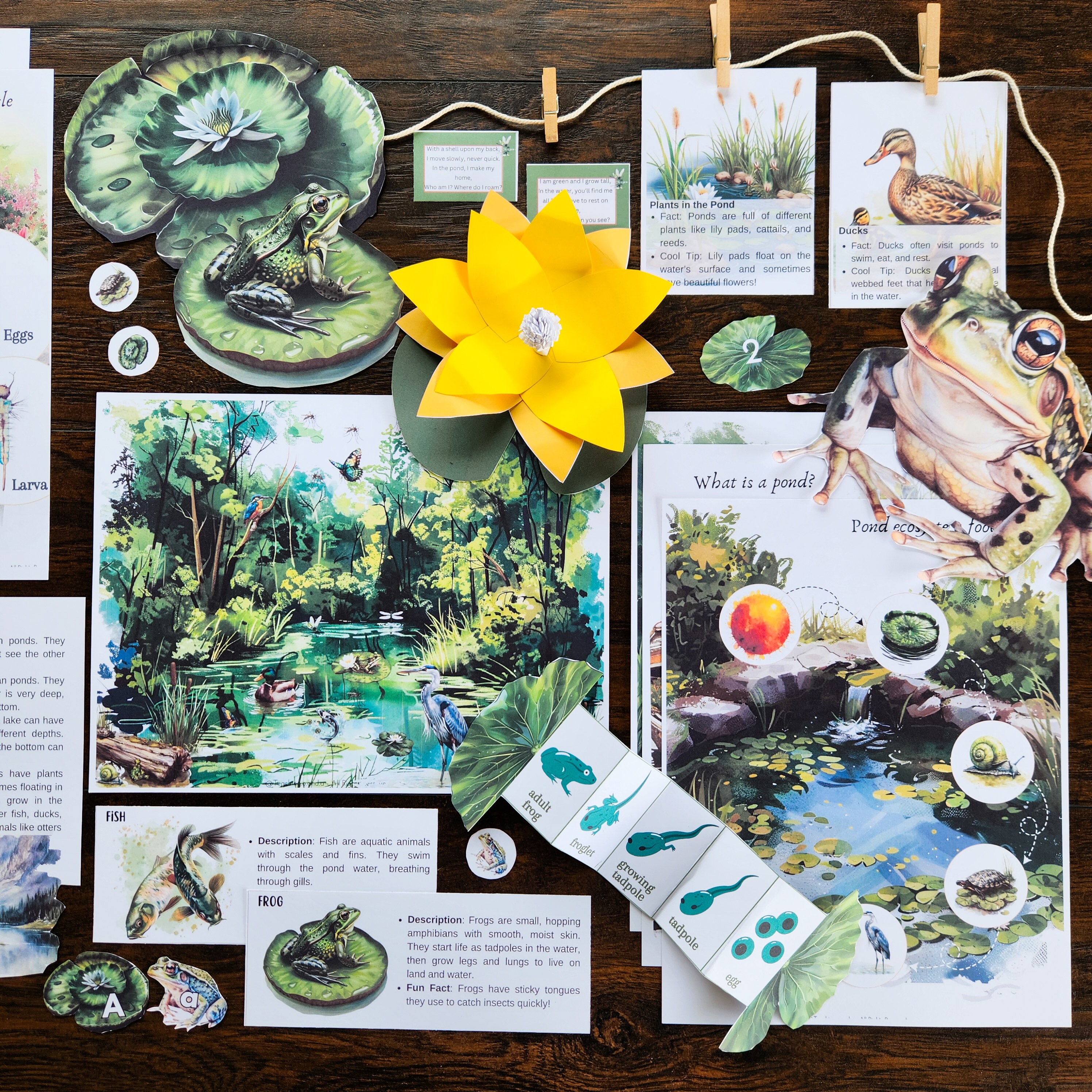 Pond Unit, Pond Study, Montessori Inspired, Homeschool, Homeschool ...