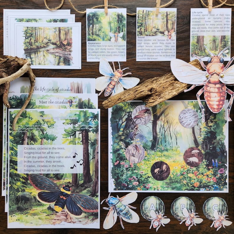 Cicada Life Cycle Activity Pack: Homeschool Montessori Printables - Etsy