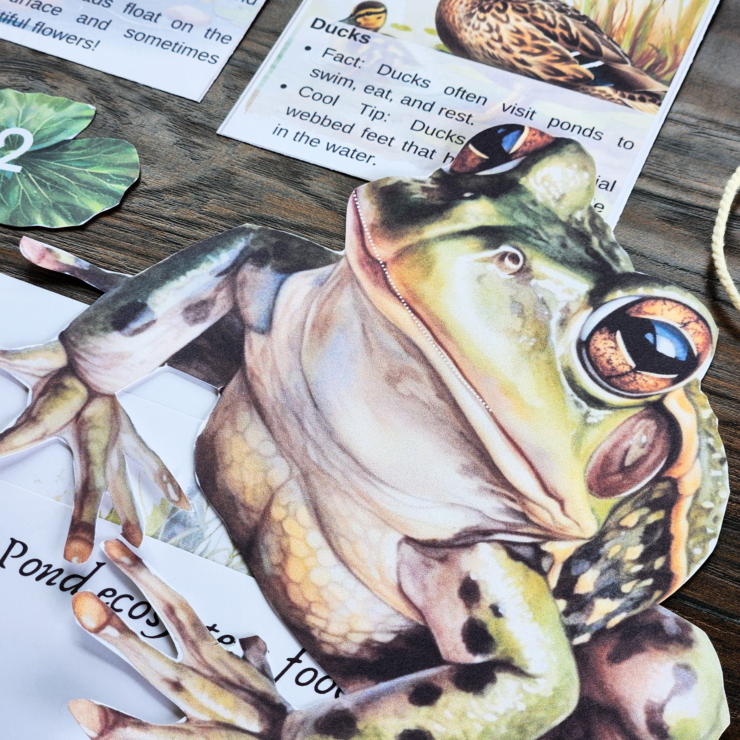 Pond Unit, Pond Study, Montessori Inspired, Homeschool, Homeschool ...