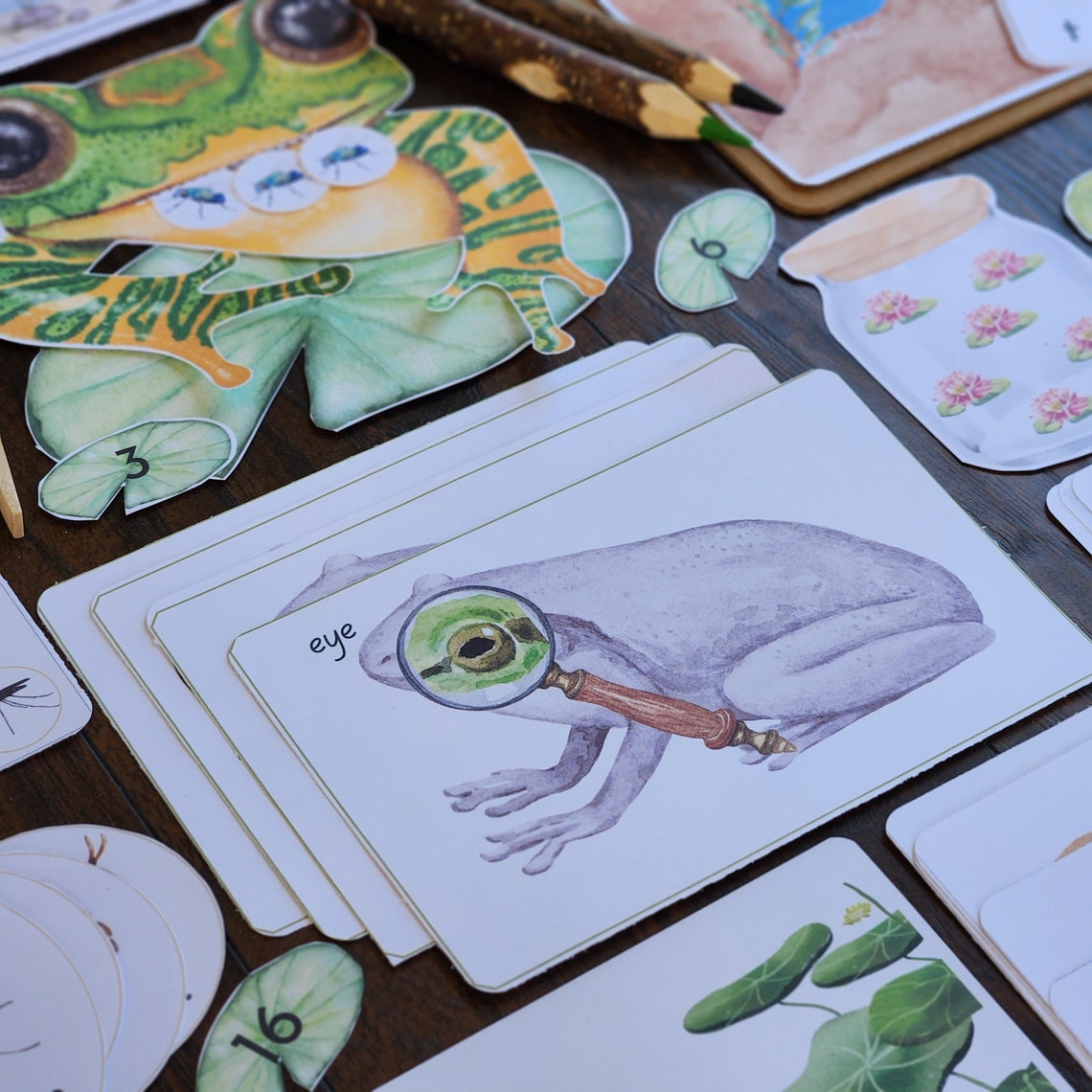 Pond Unit, Pond Study, Montessori Inspired, Homeschool, Homeschool ...